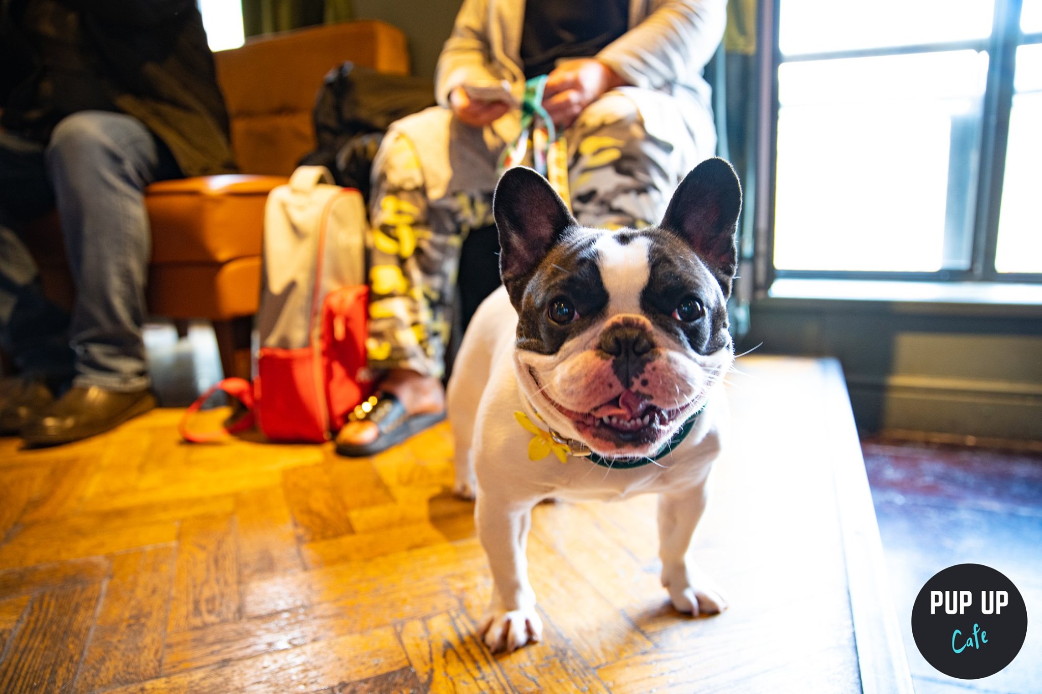 Pup Up Cafe | Top Things To Do | DOWTK