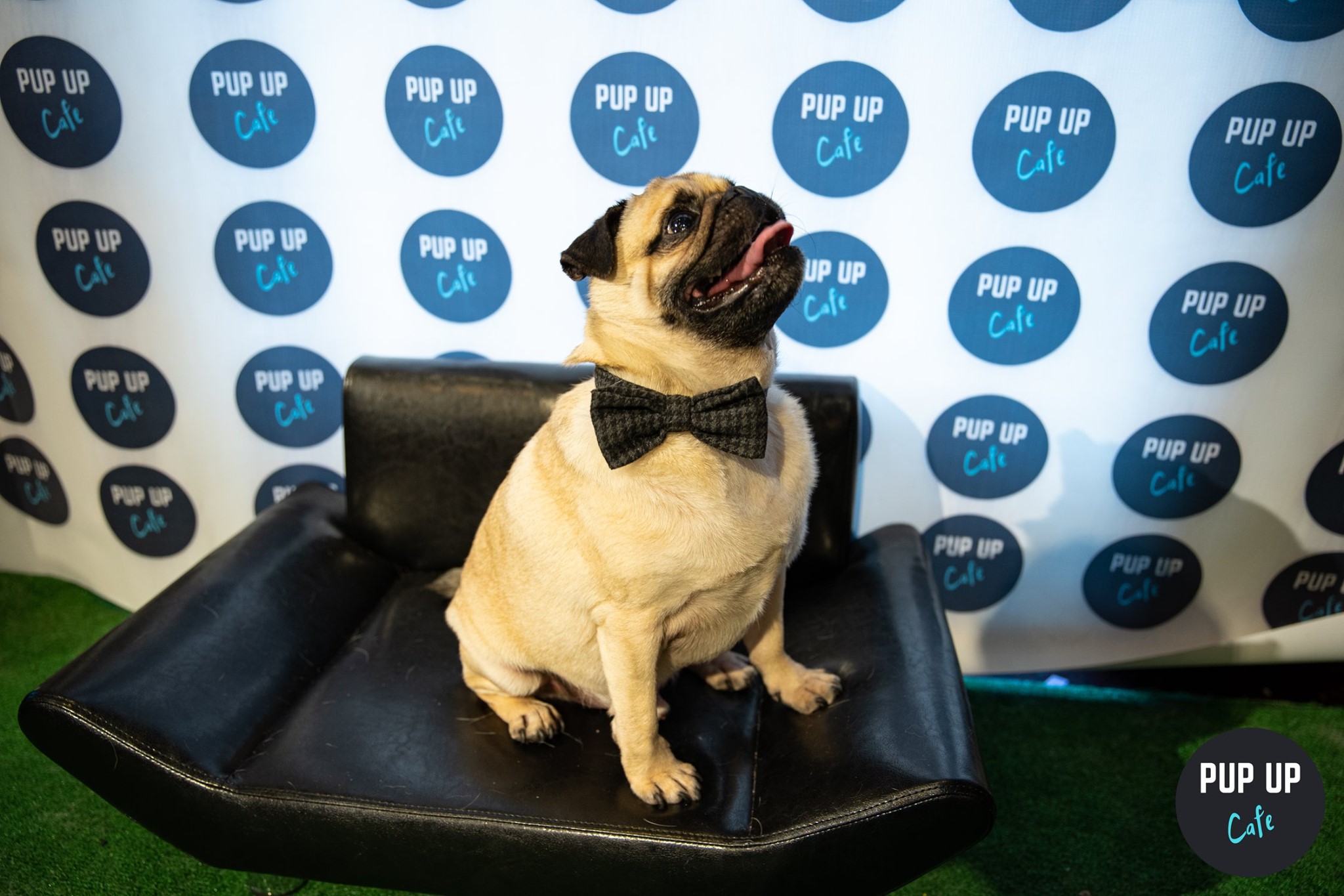 Pup Up Cafe | Top Things To Do | DOWTK